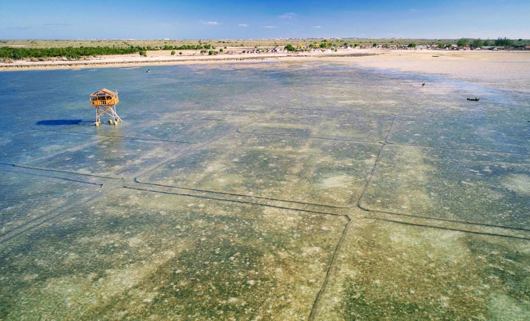 Sea cucumber farming: leading a learning exchange in the Spice Islands ...