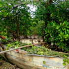 Blue Ventures | Award winning marine conservation Blue Ventures