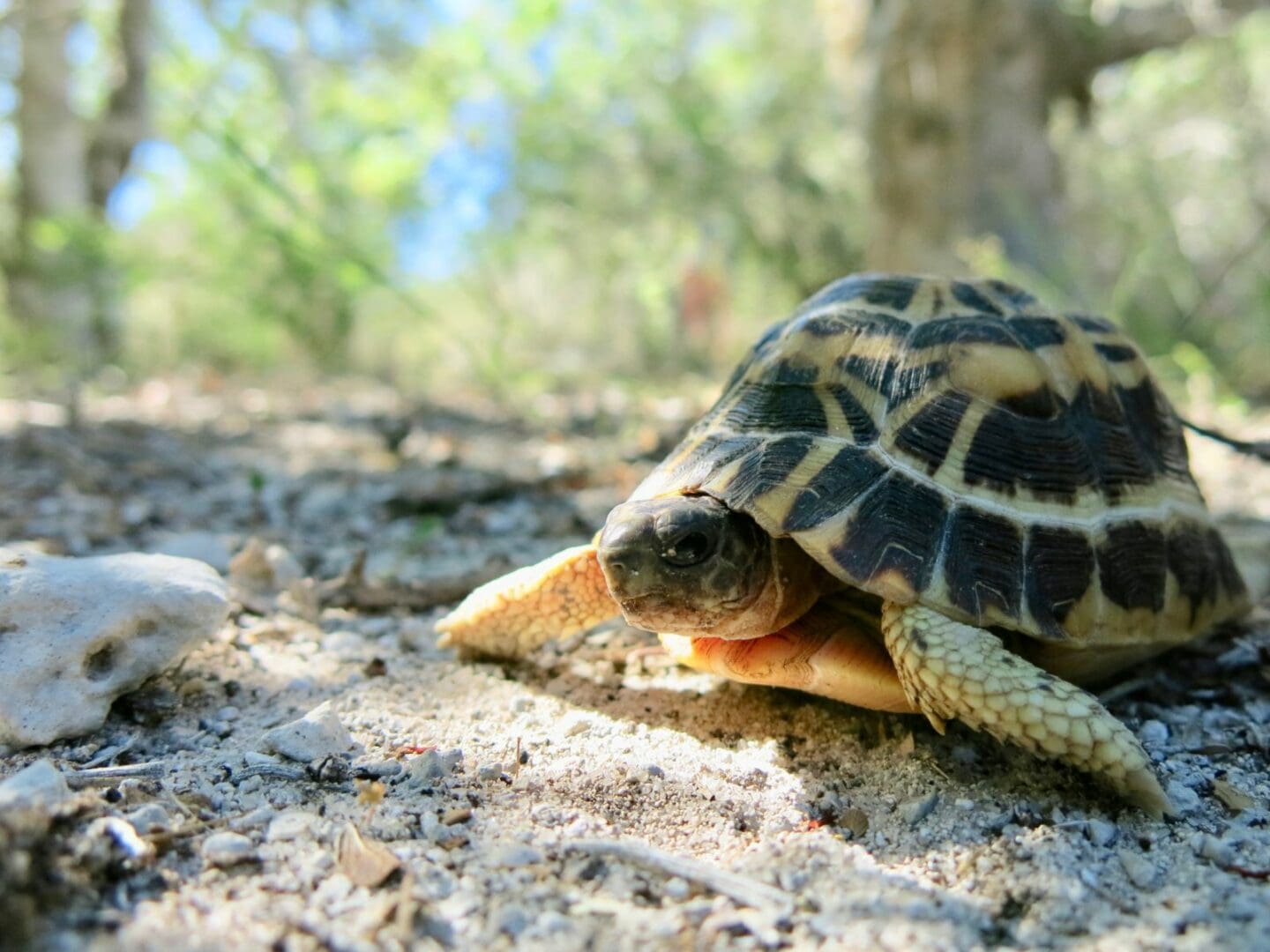 Blog: Observação de tartarugas-aranha: monitoramento de uma das ...