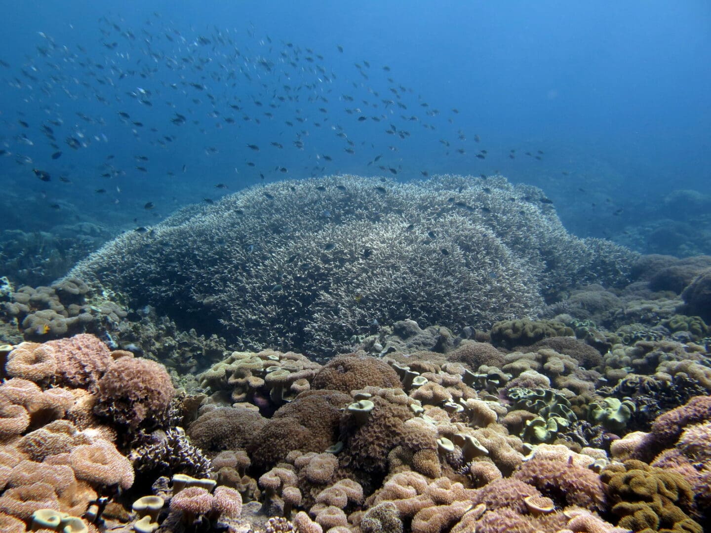 Blog: Diving into Timor-Leste - Blue Ventures