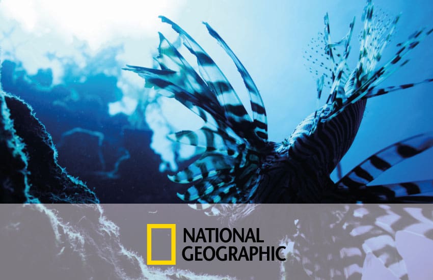 National Geographic: Combating the Invasive Lionfish—by Wearing Them ...