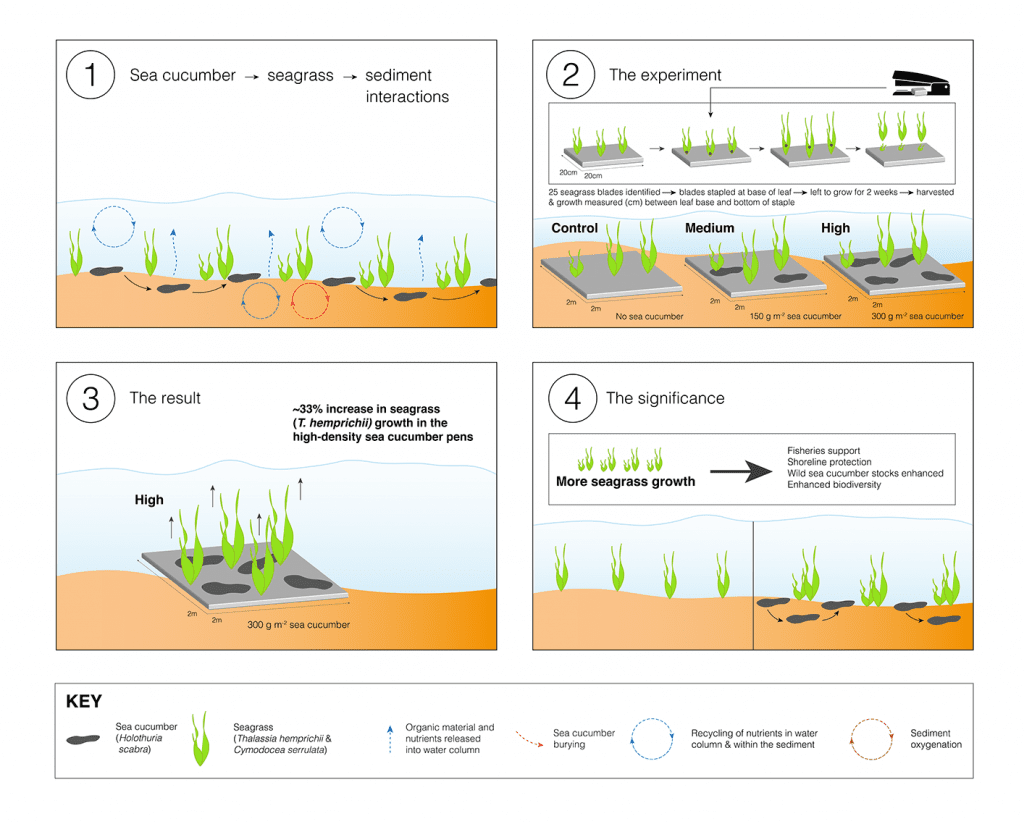 New Research: Sea cucumber farming helps seagrass meadows flourish ...