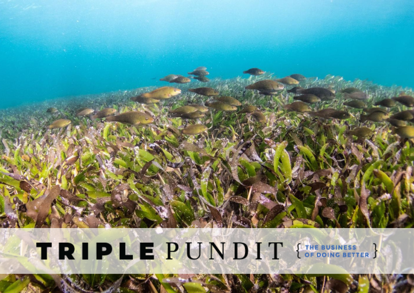 Can Seagrasses Fight Global Warming and Spur Sustainable Development ...