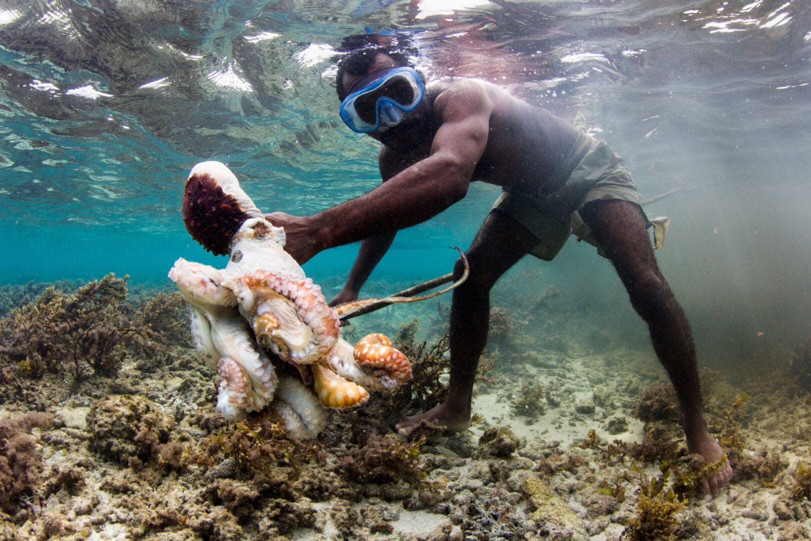 New research: Octopus fisheries shore up food security for tropical ...