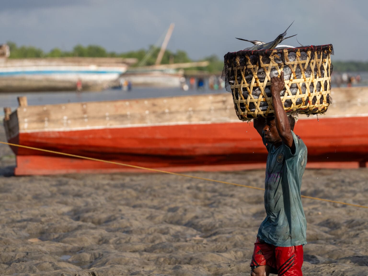 Blue forests