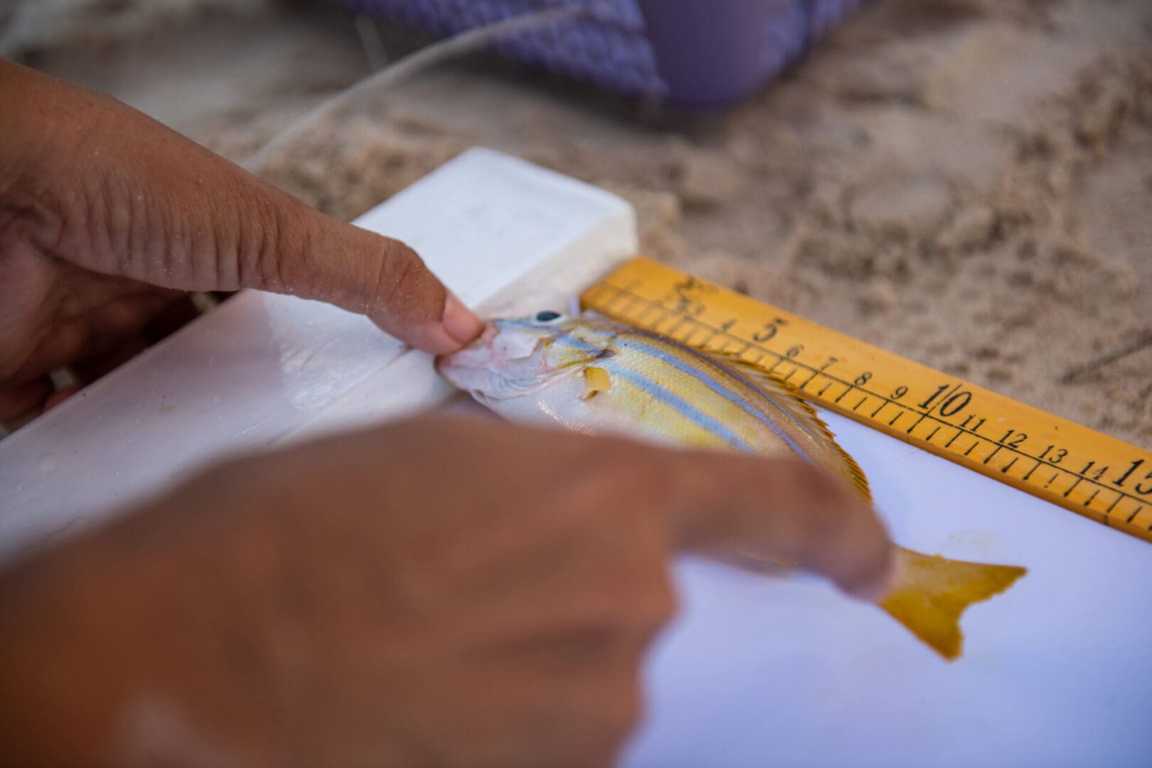 Community-based fisheries management