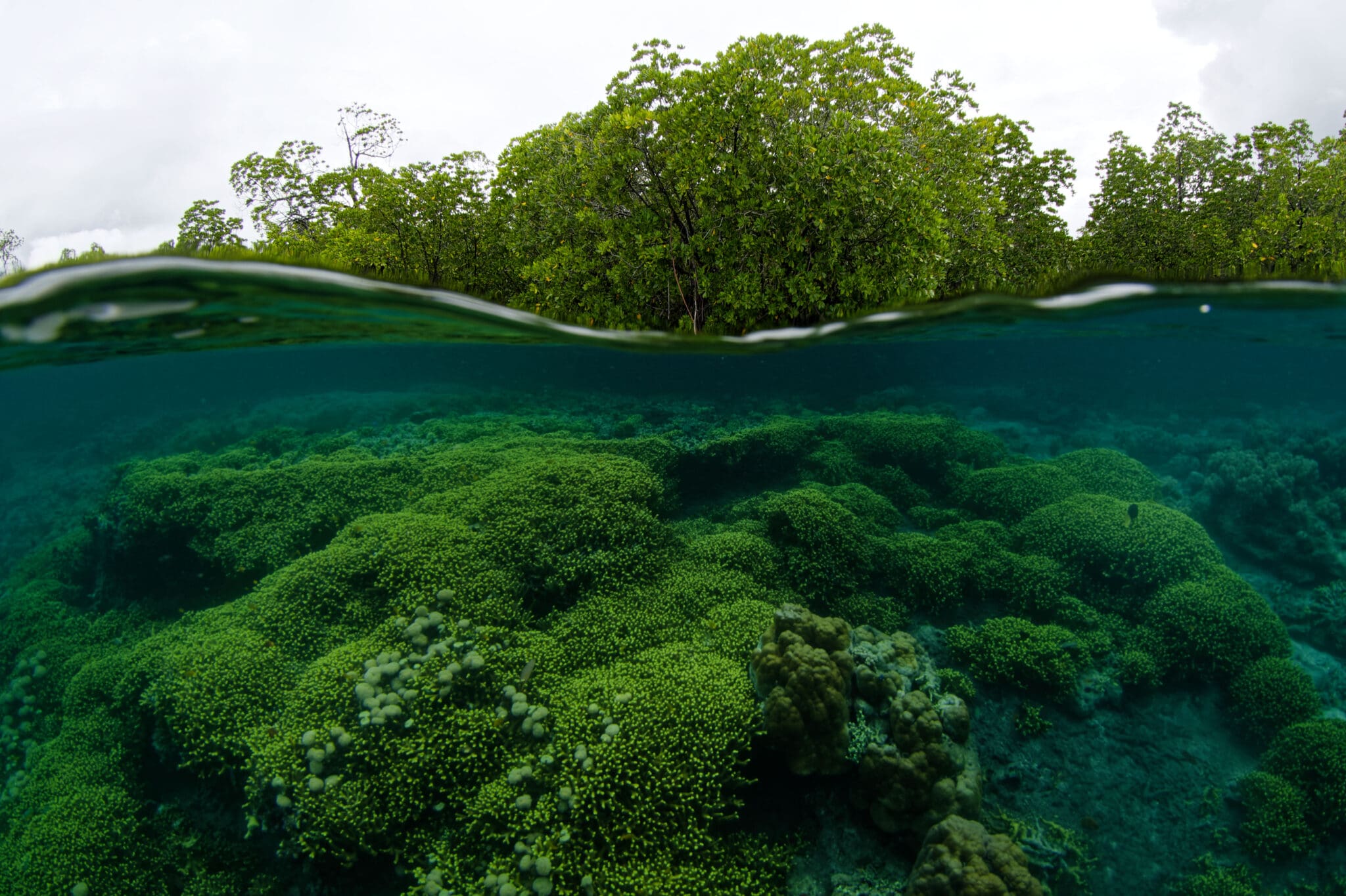 Blue Ventures - Beyond Conservation